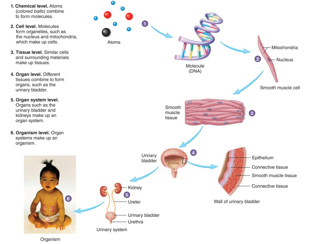 Introduction to Human Anatomy and Physiology - Karuna Yoga-Best Yoga ...